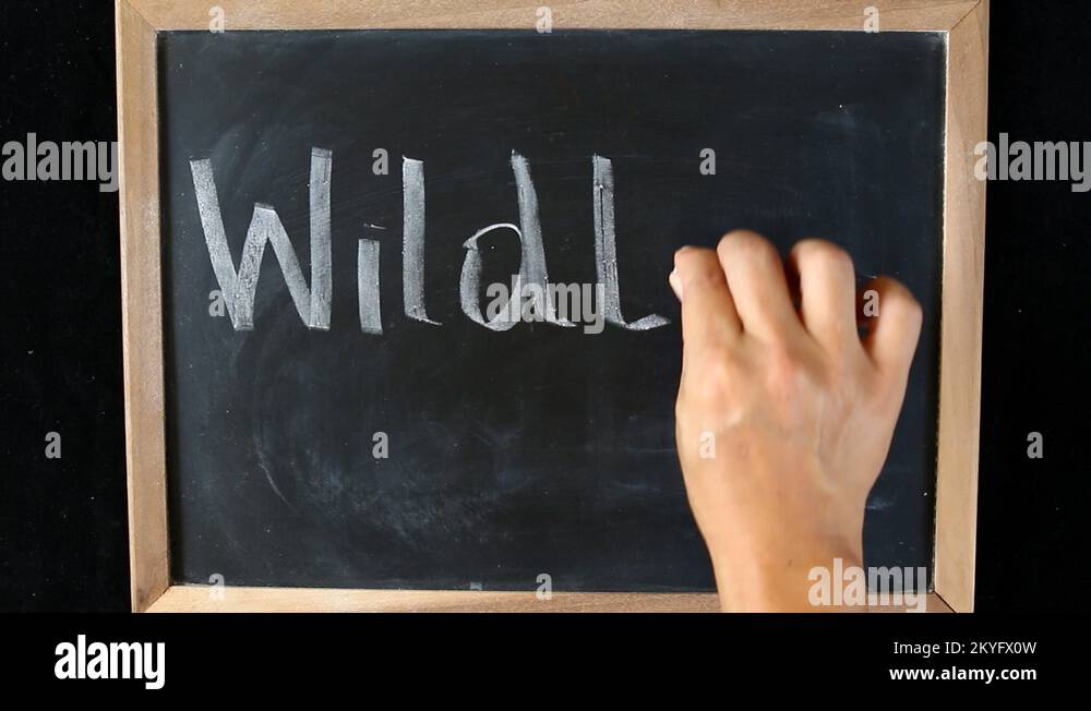 Wild life logo Stock Videos & Footage - HD and 4K Video Clips - Alamy