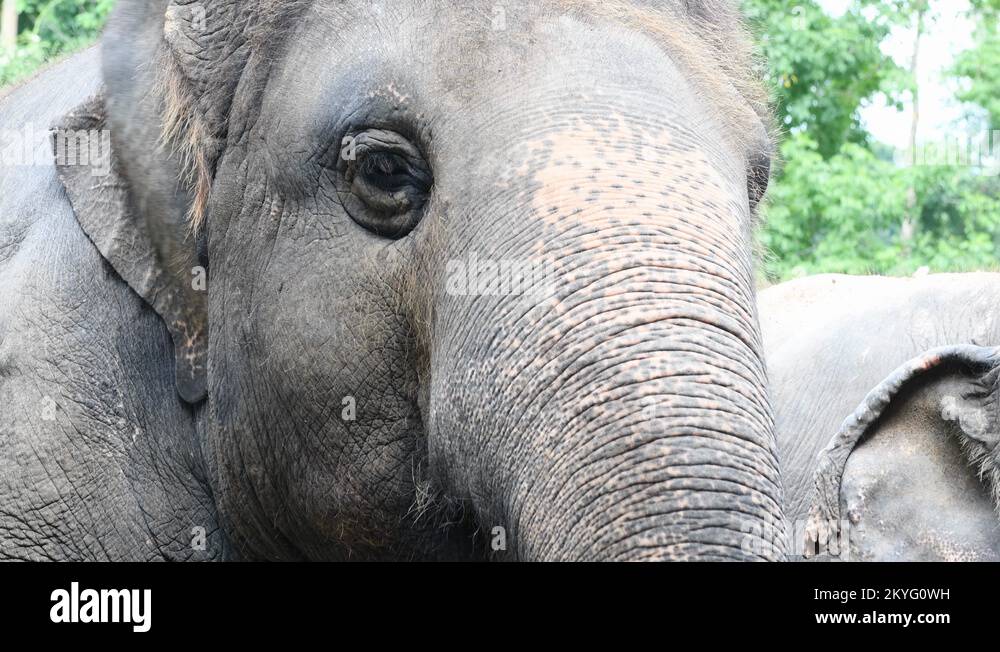 Southeast asia elephant Stock Videos & Footage - HD and 4K Video Clips ...