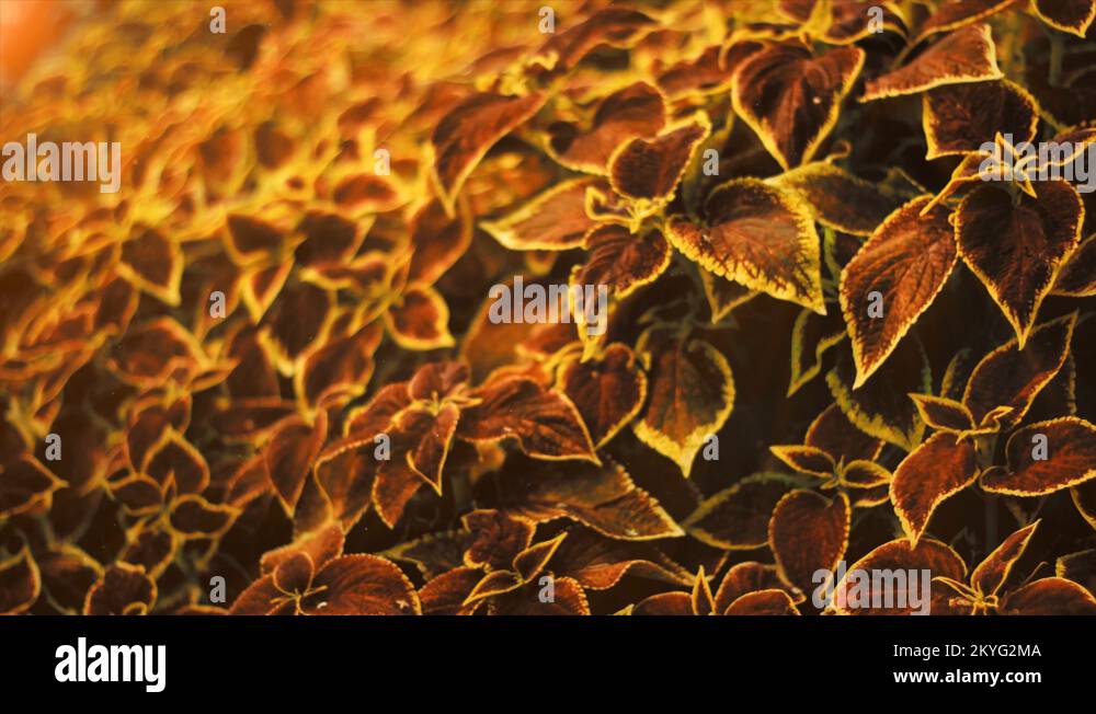 Joseph flower Stock Videos & Footage - HD and 4K Video Clips - Alamy