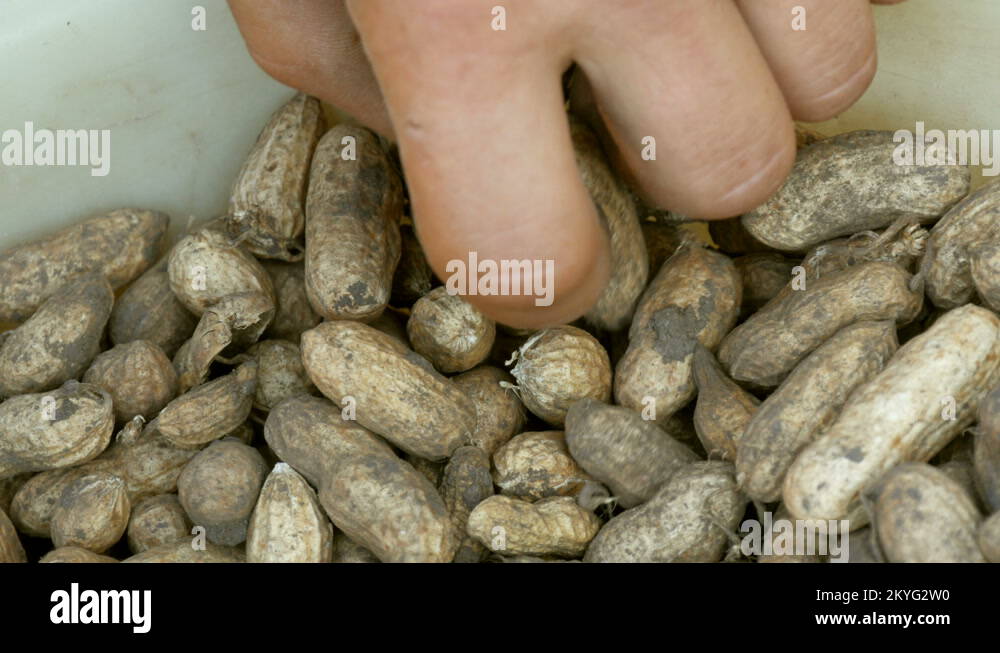 Ground peanuts Stock Videos & Footage - HD and 4K Video Clips - Alamy