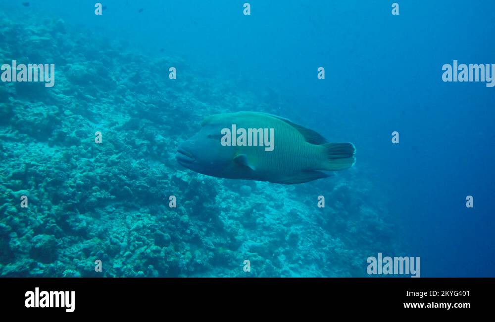 Napoleon maori wrasse Stock Videos & Footage - HD and 4K Video Clips ...