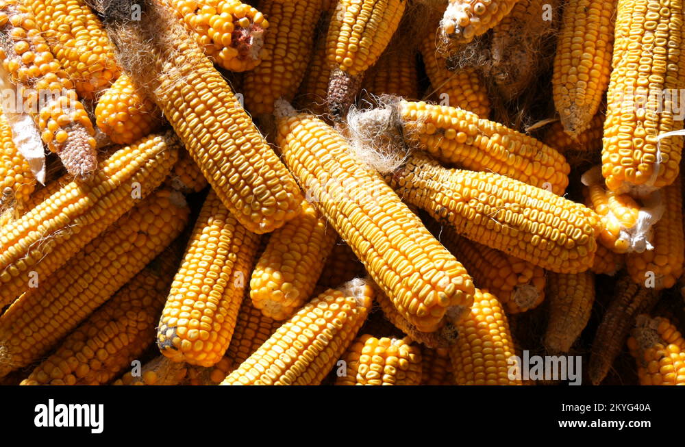 Maize barn Stock Videos & Footage - HD and 4K Video Clips - Alamy