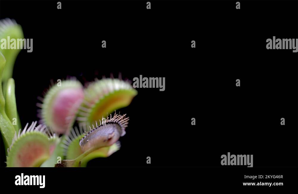 Carnivore plants Venus Flytrap panoramic view. Multiple spiky traps ...