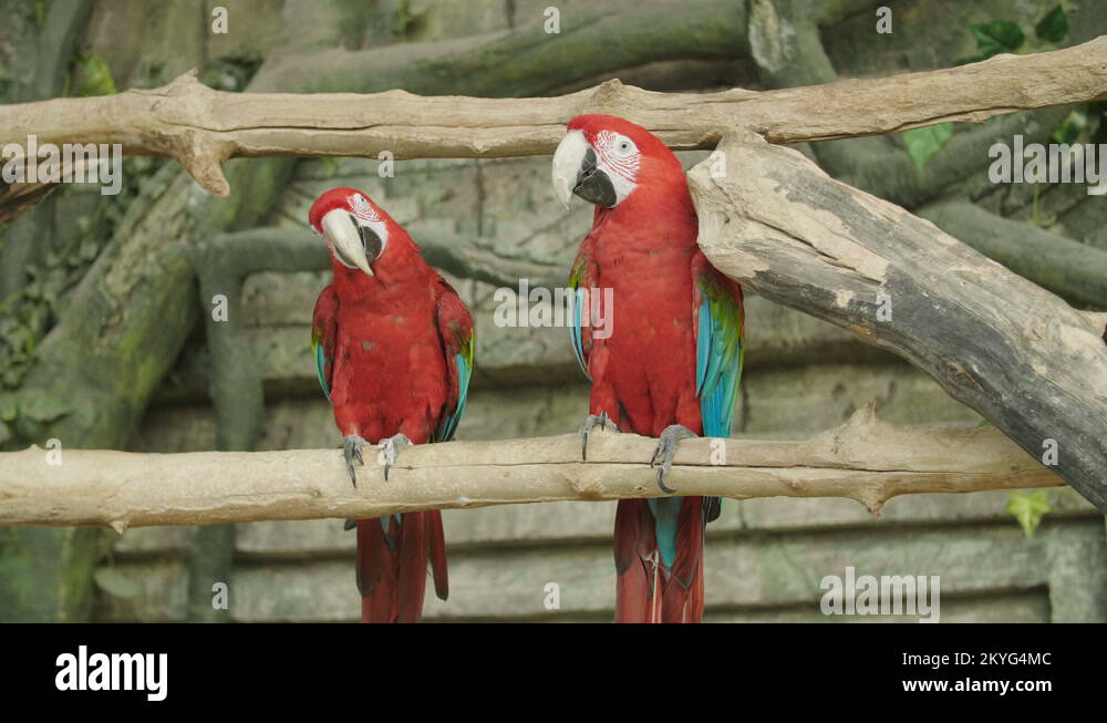 Parrots of guyana Stock Videos & Footage - HD and 4K Video Clips - Alamy