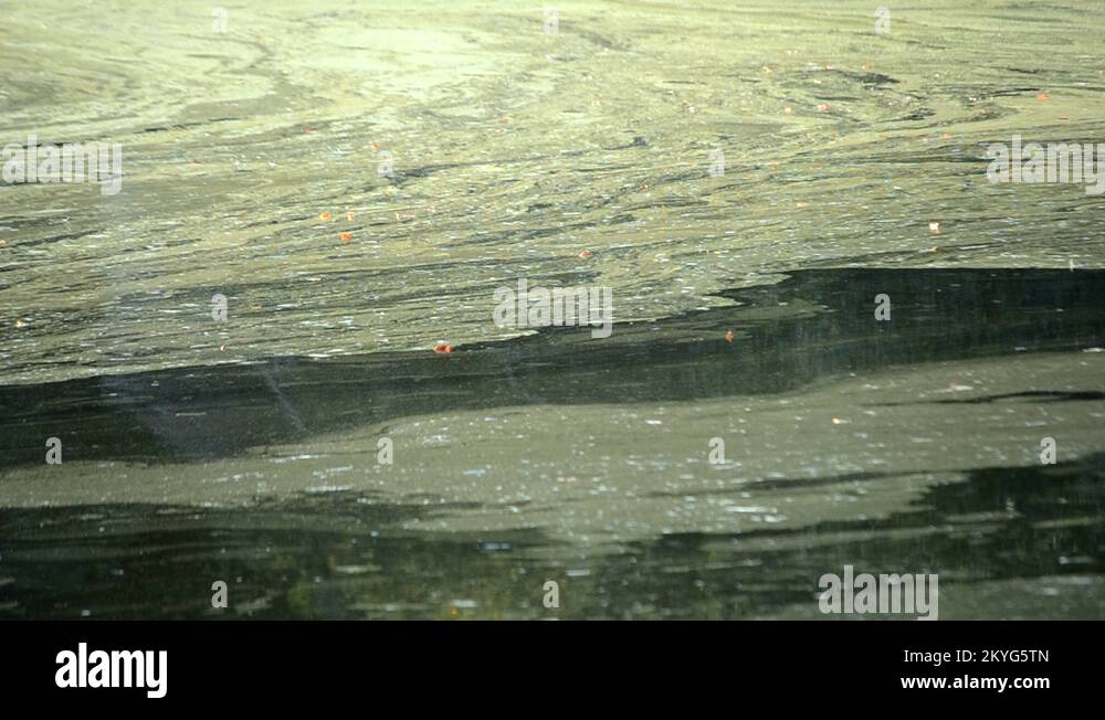 Algal bloom water surface of river and drift with flow Stock Video ...