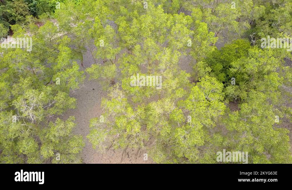 Iconic swamp view Stock Videos & Footage - HD and 4K Video Clips - Alamy