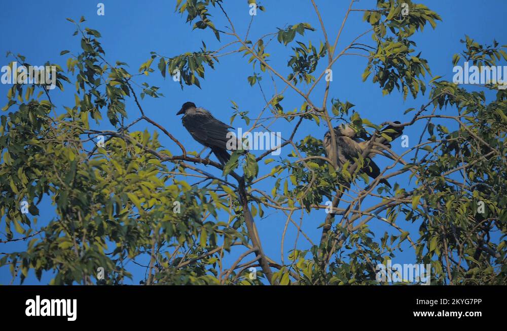 Flock of ravens tree Stock Videos & Footage - HD and 4K Video Clips - Alamy