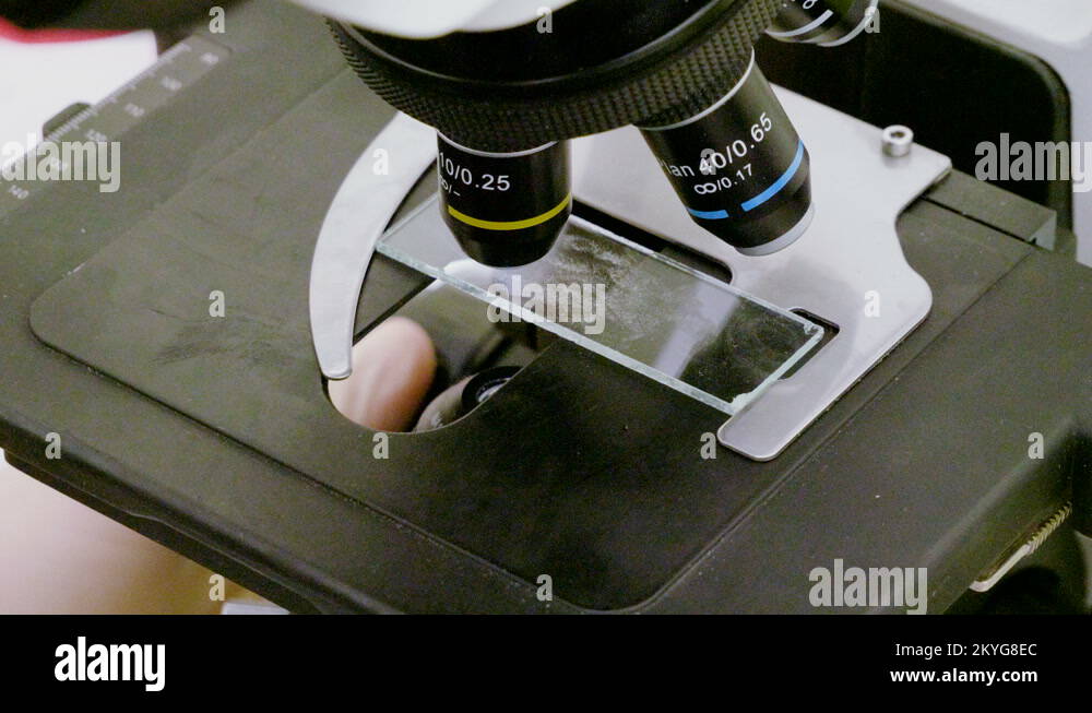 Veterinarian looking at biological sample from dog's ear under ...