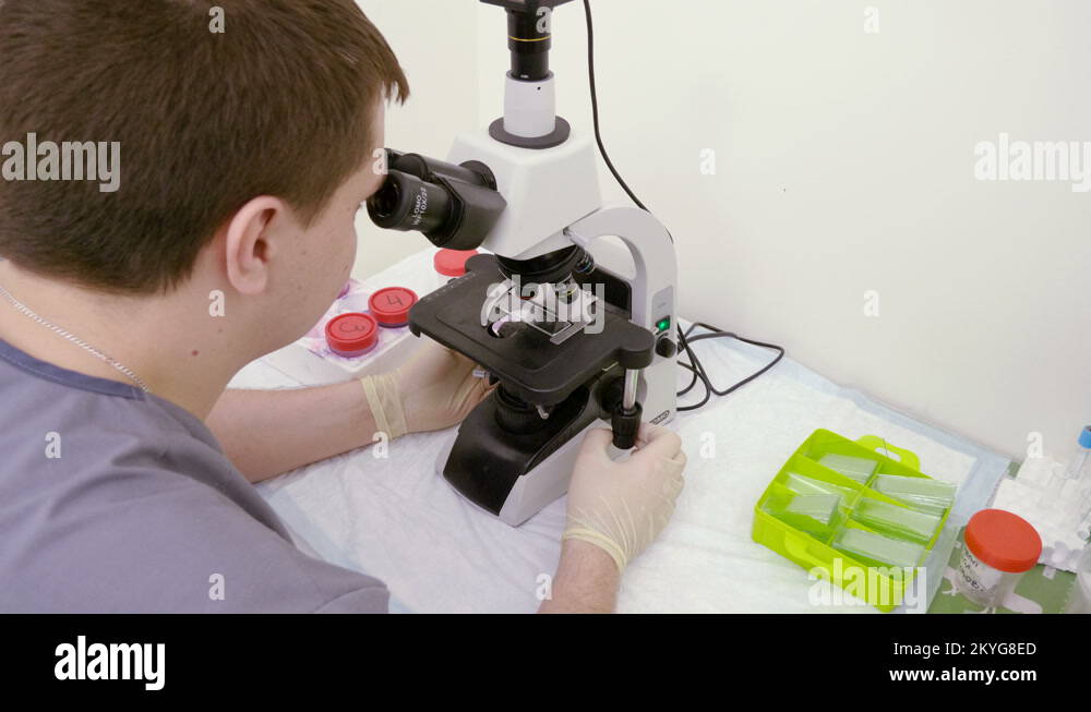 Veterinarian looking at biological sample from dog's ear under ...