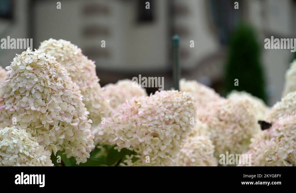 Pure white hydrangea Stock Videos & Footage - HD and 4K Video Clips - Alamy