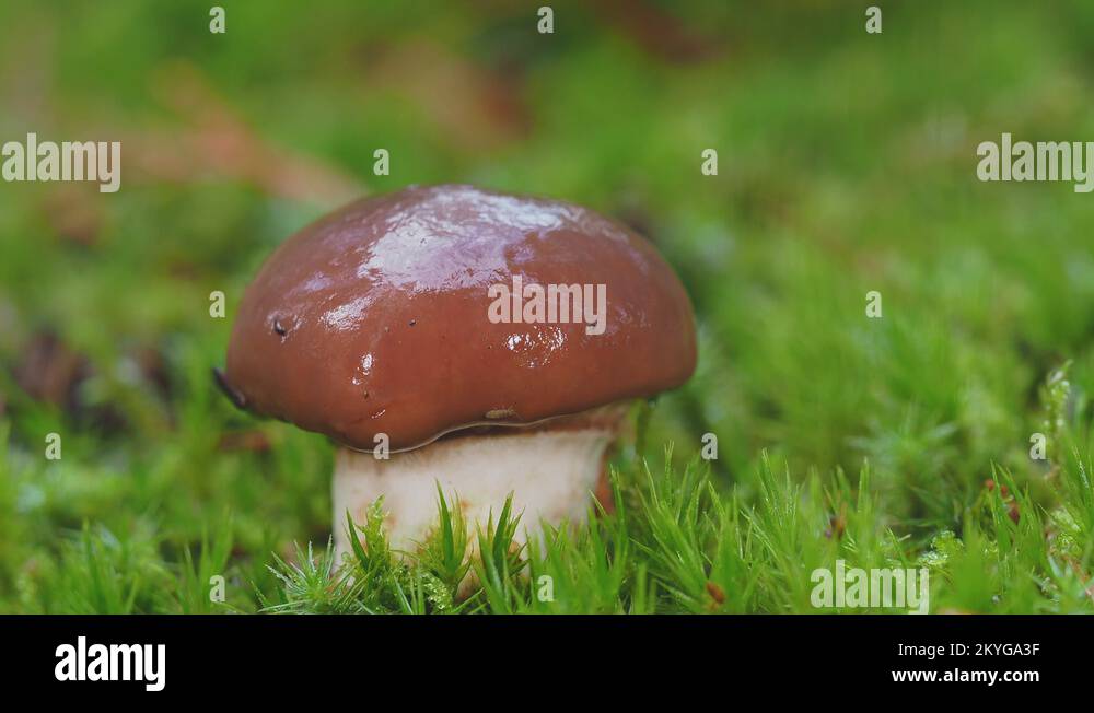 Slippery jack suillus luteus Stock Videos & Footage - HD and 4K Video ...