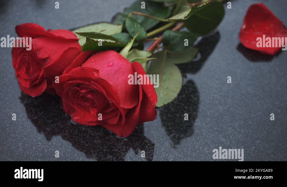 Bright red roses stone Stock Videos & Footage - HD and 4K Video Clips ...