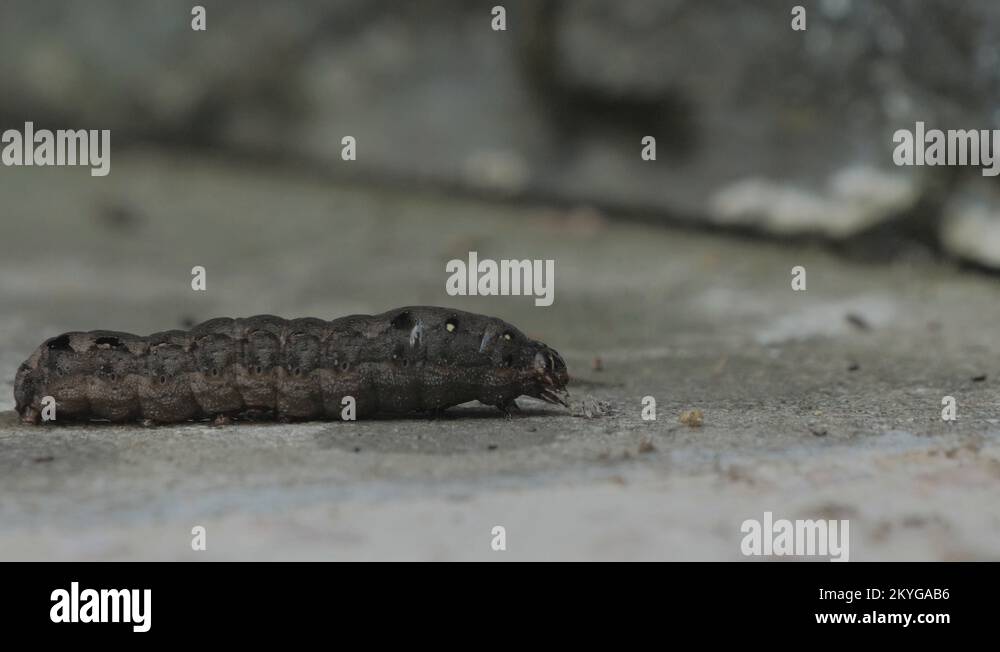 Creeping caterpillar Stock Videos & Footage - HD and 4K Video Clips - Alamy