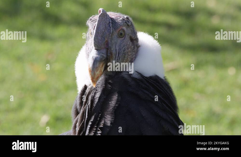 Andean condor Stock Videos & Footage - HD and 4K Video Clips - Alamy