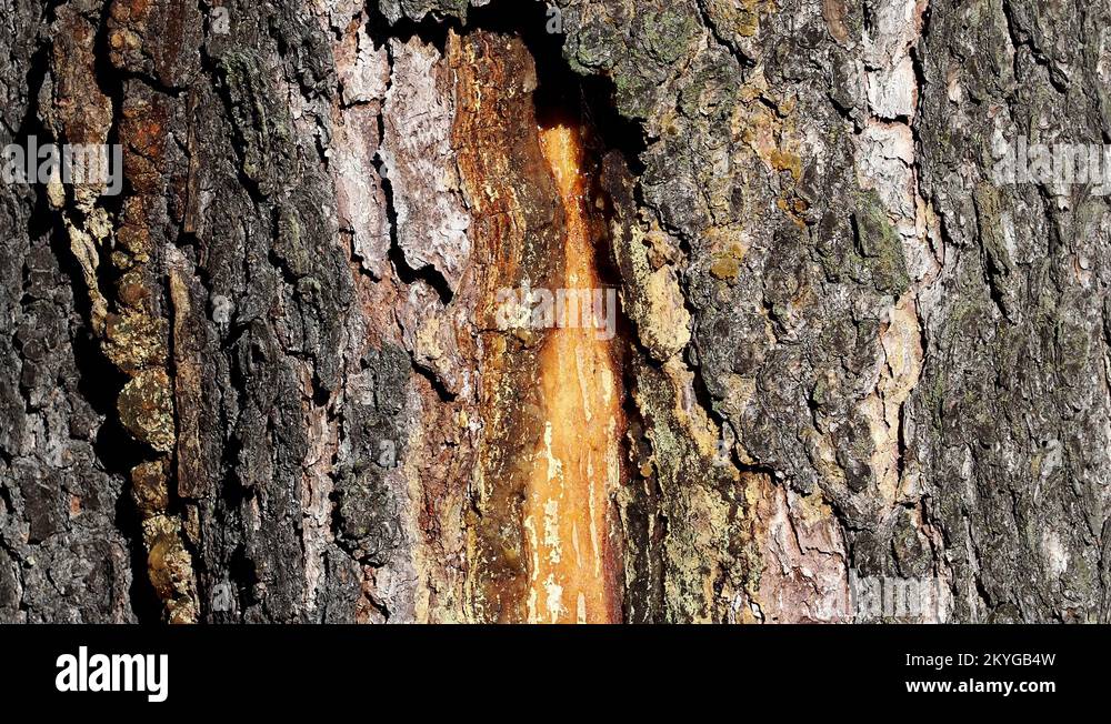 Wound resin Stock Videos & Footage - HD and 4K Video Clips - Alamy