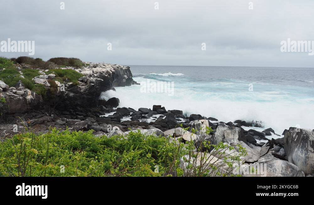 Isla punta suarez Stock Videos & Footage - HD and 4K Video Clips - Alamy