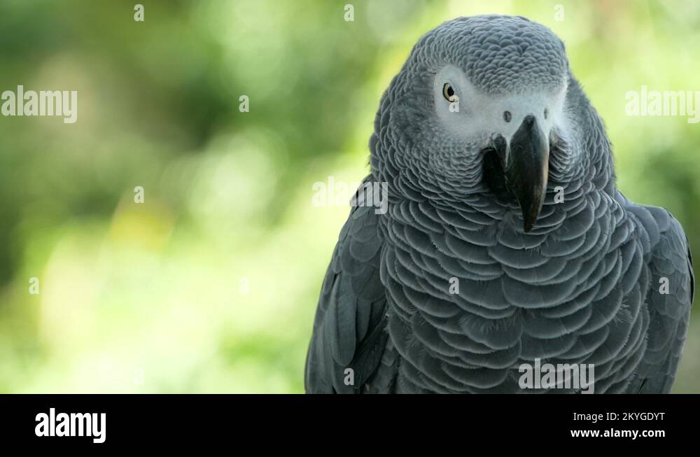 Red-tailed monogamous African Congo Grey Parrot. Companion Jaco is ...