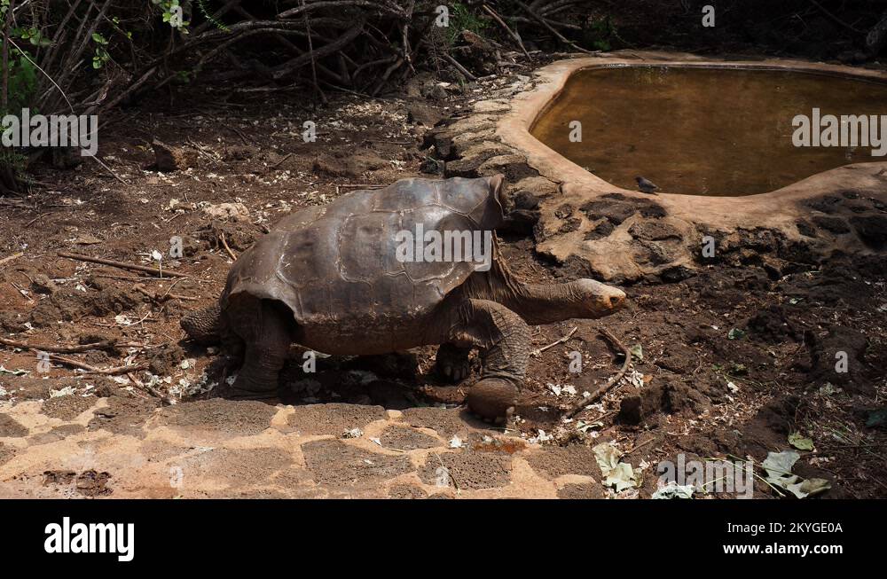 Giant Tortoise at Charles Darwin Station, Santa Cruz Island, Galapagos ...