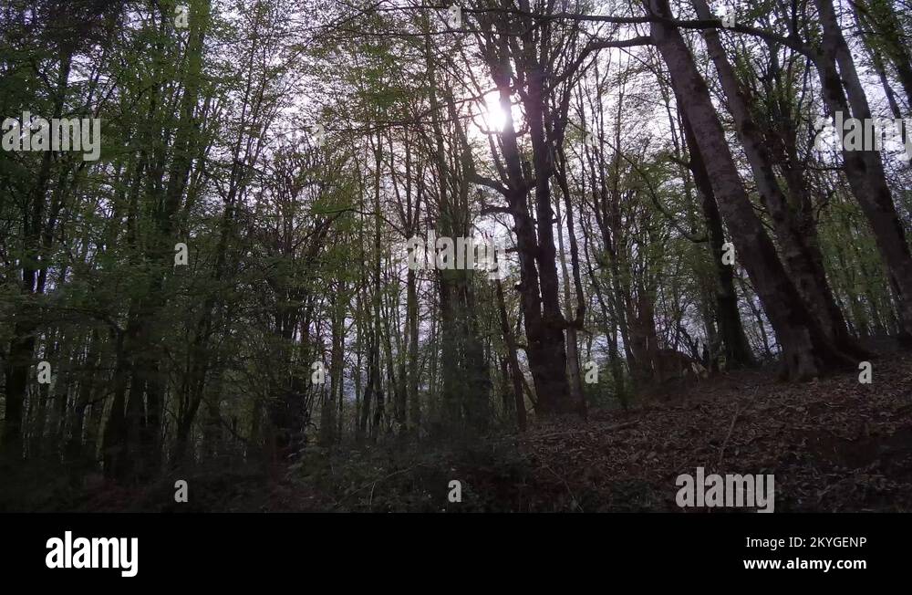 Angel trees Stock Videos & Footage - HD and 4K Video Clips - Alamy