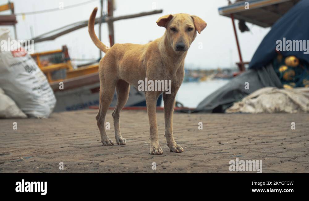 Sri lanka dog Stock Videos & Footage - HD and 4K Video Clips - Alamy