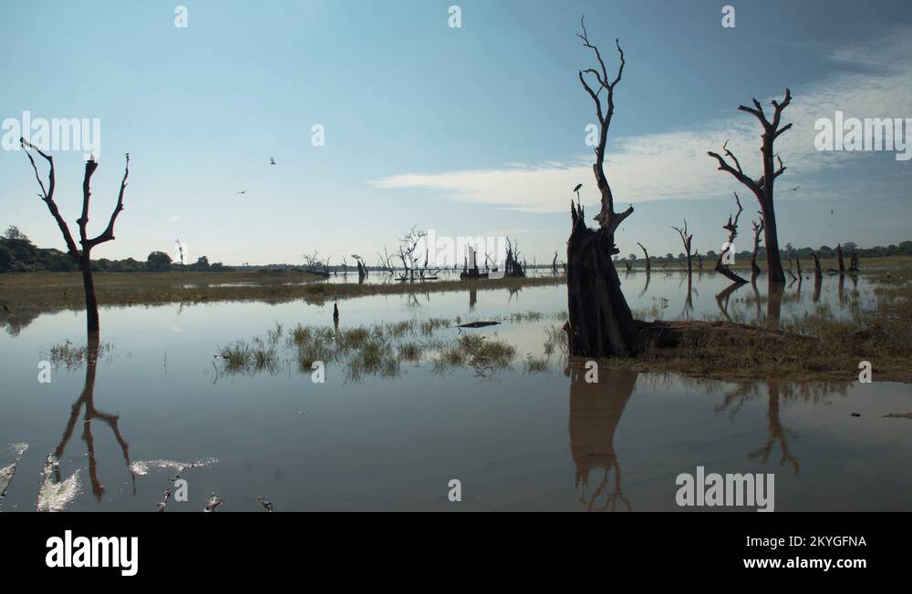 Rotten bird Stock Videos & Footage - HD and 4K Video Clips - Alamy