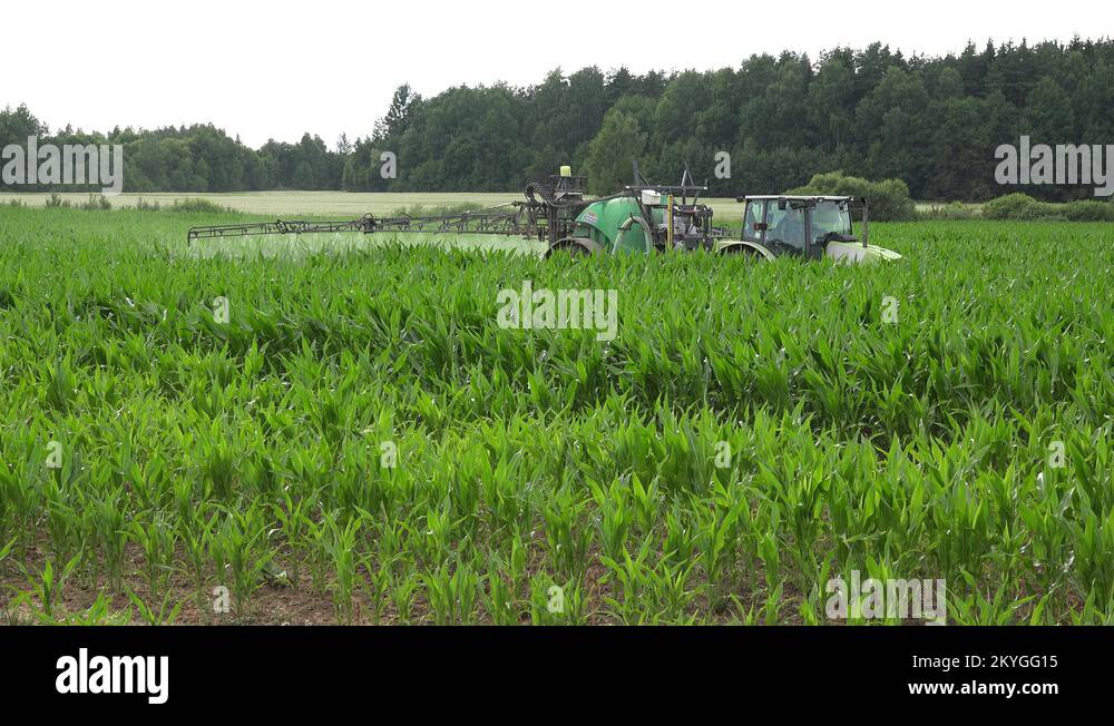 farmer in tractor fertilize maize with pesticide at summer. 4K Stock ...
