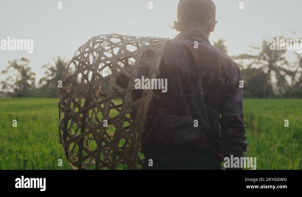 Farmer with back basket Stock Videos & Footage - HD and 4K Video Clips ...