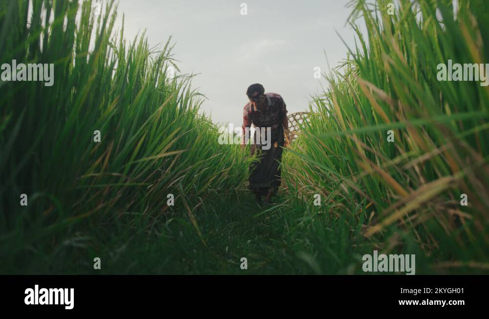 Crop processing Stock Videos & Footage - HD and 4K Video Clips - Alamy