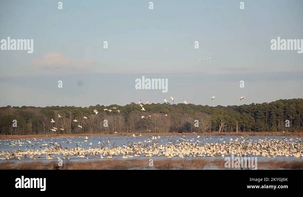 Flock taking Stock Videos & Footage - HD and 4K Video Clips - Alamy