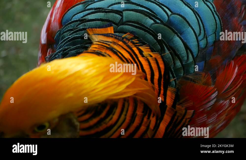 Magnificent elegant male of Chinese Red Golden pheasant, Chrysolophus ...
