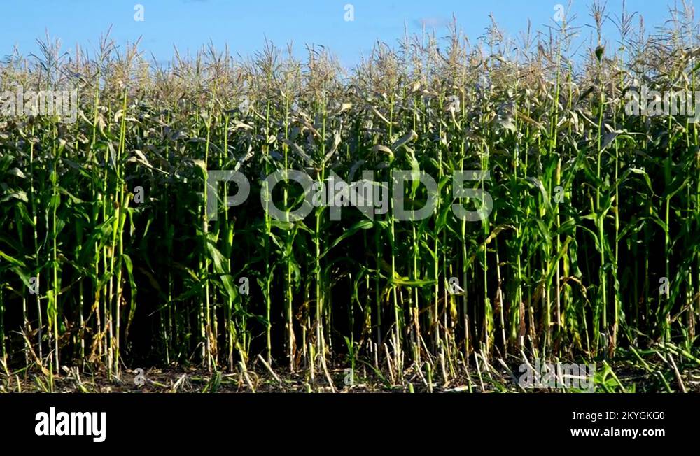 Corn panicle Stock Videos & Footage - HD and 4K Video Clips - Alamy