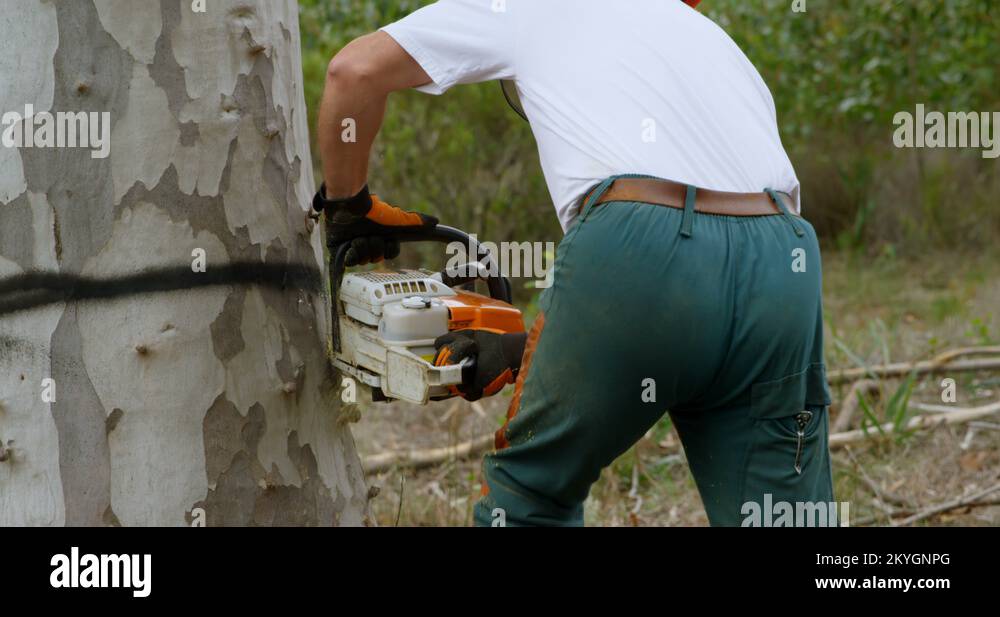Lumberjack cutting tree Stock Videos & Footage - HD and 4K Video Clips ...