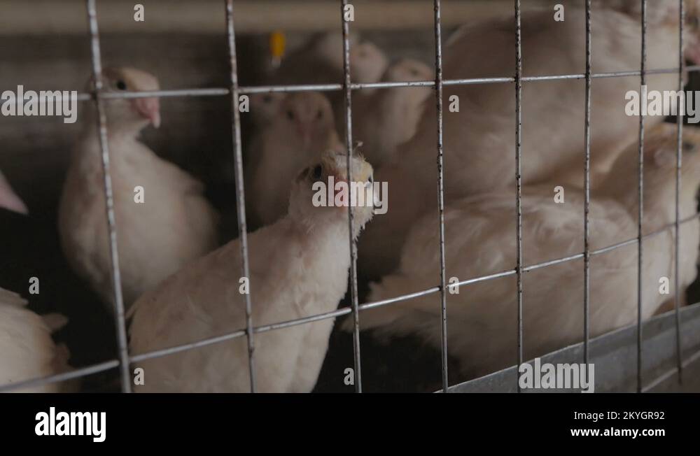 Many quails are in a cage on a bird farm. Breeding birds. Egg ...