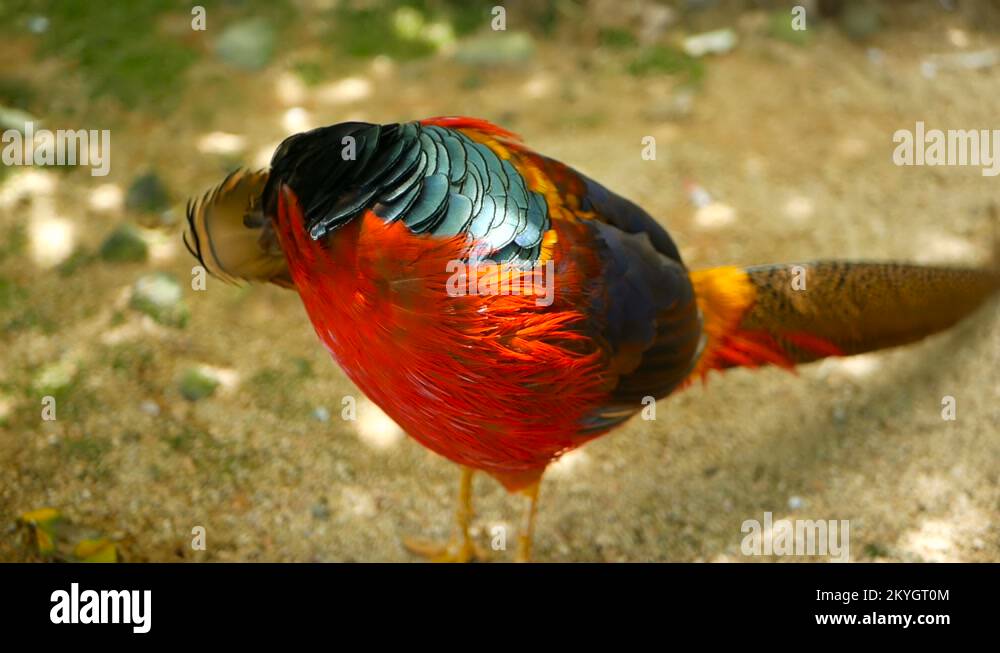 Magnificent elegant male of Chinese Red Golden pheasant, Chrysolophus ...