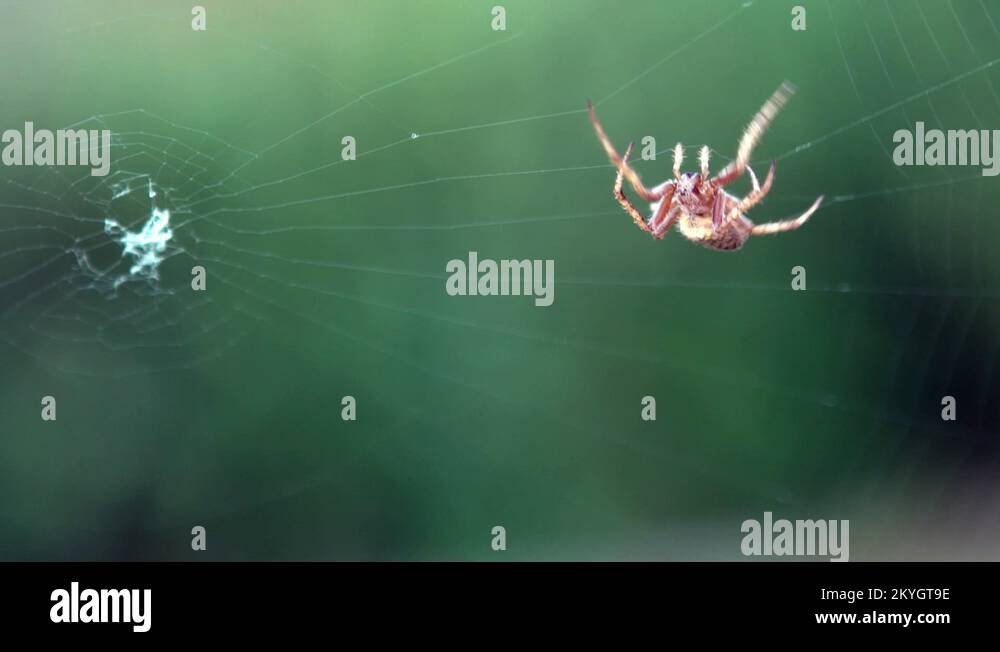 Slow Motion Araneus diadematus weaving web. Close-up cross spider on ...