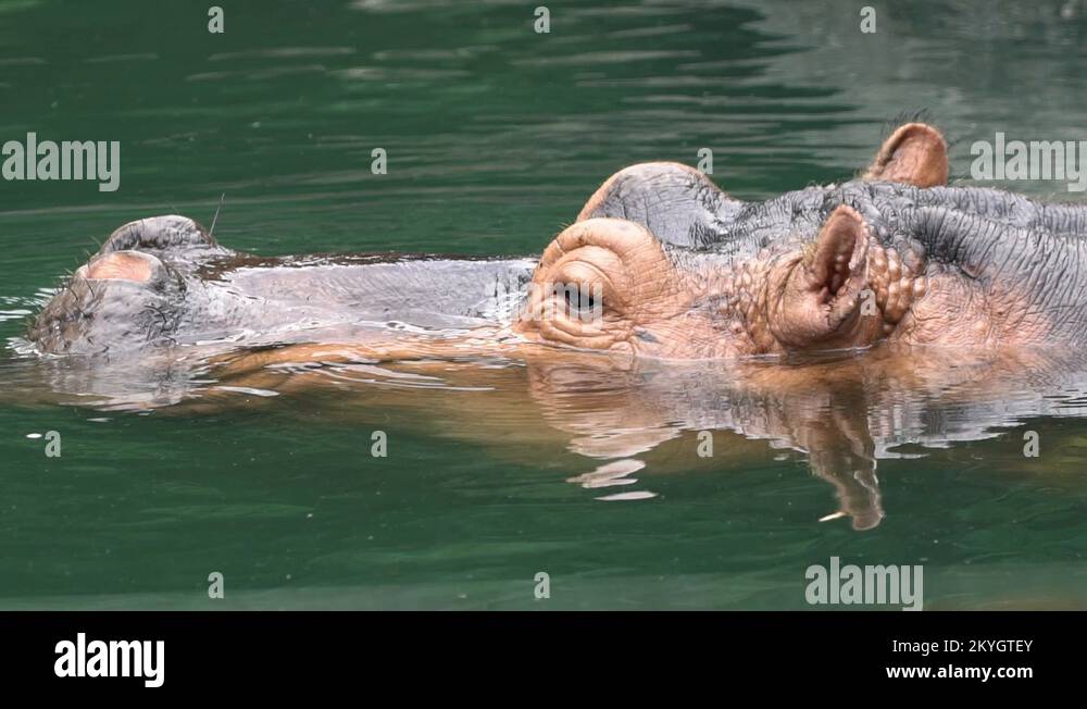 Slow Motion, Close-up common hippopotamus take bath in lake, nature ...