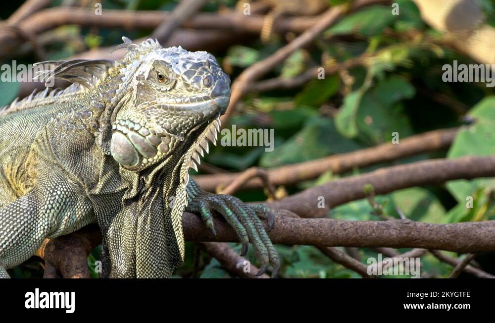 Dan branch Stock Videos & Footage - HD and 4K Video Clips - Alamy