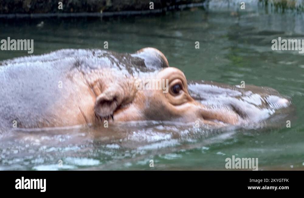 Hippo bath Stock Videos & Footage - HD and 4K Video Clips - Alamy
