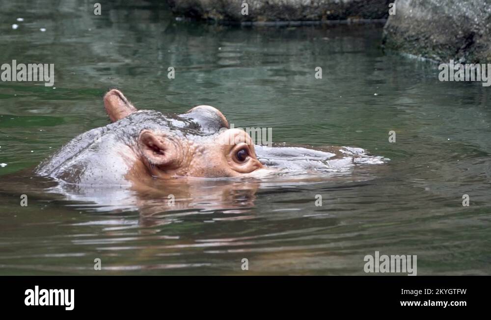 Slow Motion, Close-up common hippopotamus take bath in lake, nature ...