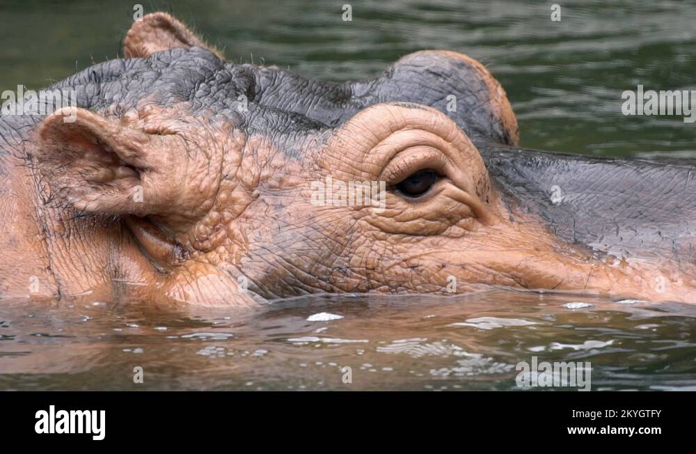 Slow Motion, Close-up common hippopotamus take bath in lake, nature ...