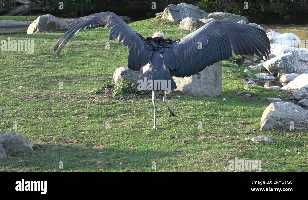 Undertaker birds Stock Videos & Footage - HD and 4K Video Clips - Alamy