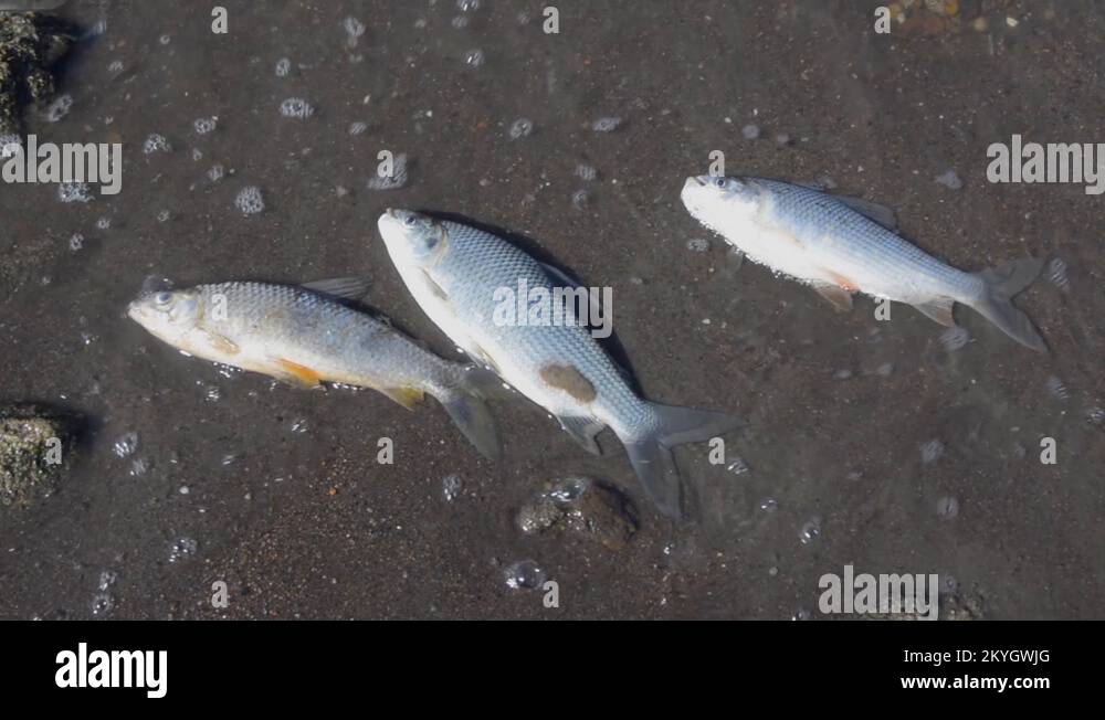 Streaked prochilod prochilodus lineatus Stock Videos & Footage - HD and ...