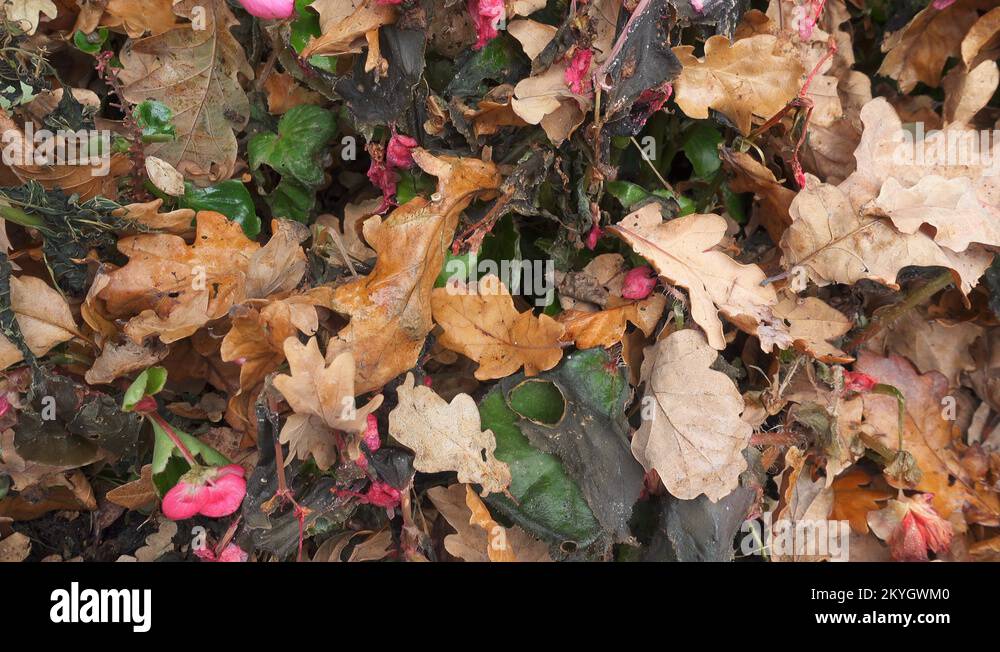 Cold damaged plants Stock Videos & Footage - HD and 4K Video Clips - Alamy