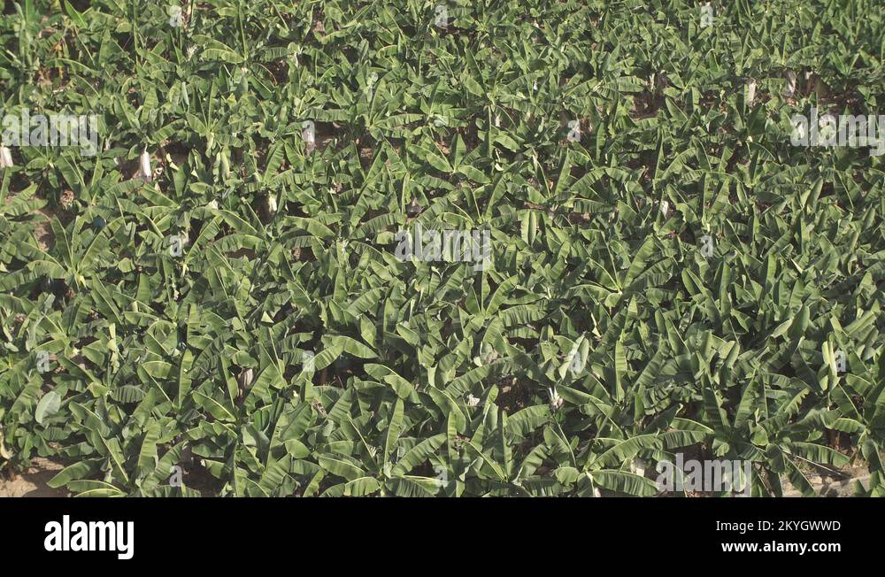Plantation view Stock Videos & Footage - HD and 4K Video Clips - Alamy