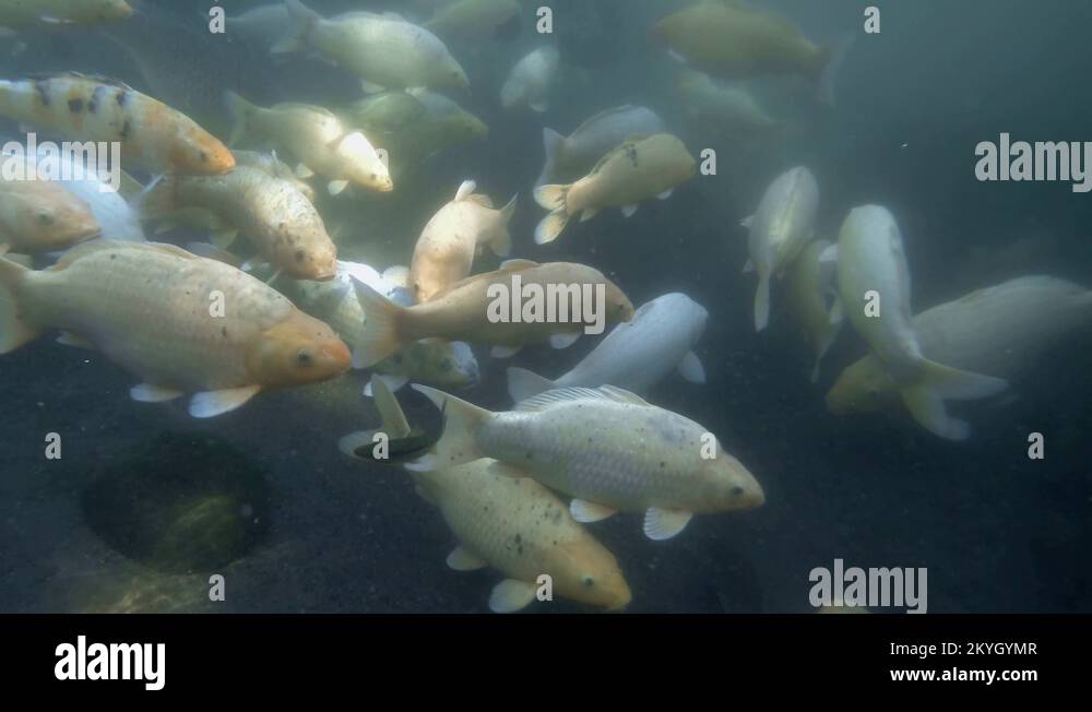 School of Colorful Koi Carp swim under surfase of water. Underwater ...