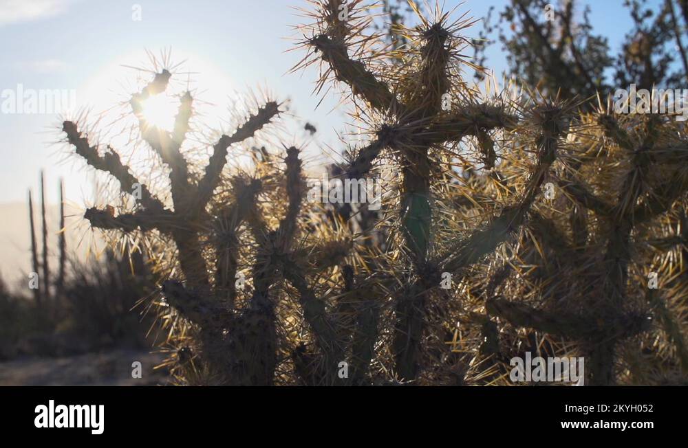 Sonora dry Stock Videos & Footage - HD and 4K Video Clips - Alamy