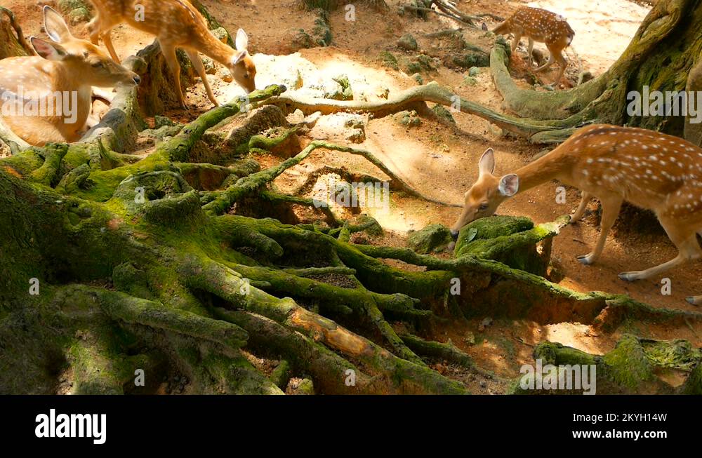 Wild animal jungle animal scene Stock Videos & Footage - HD and 4K ...