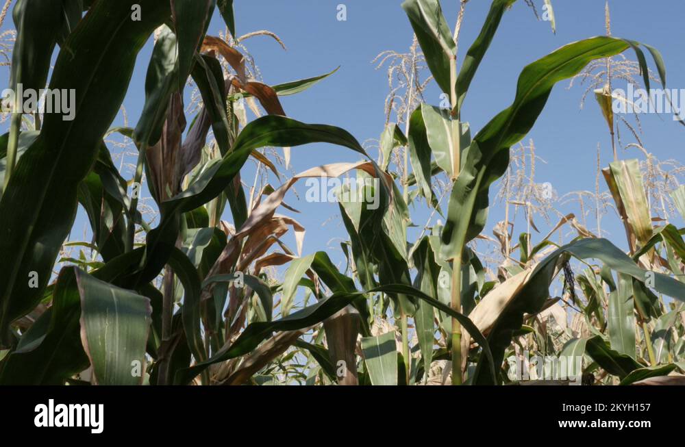Tilting on corn Zea mays plant close-up 4K video Stock Video Footage ...