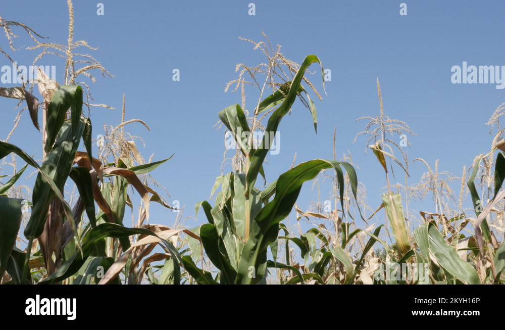 Sweet corn tassel Stock Videos & Footage - HD and 4K Video Clips - Alamy