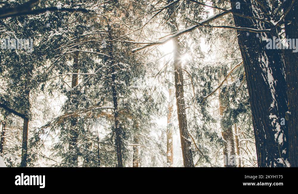 Forest of evergreen trees Stock Videos & Footage - HD and 4K Video ...